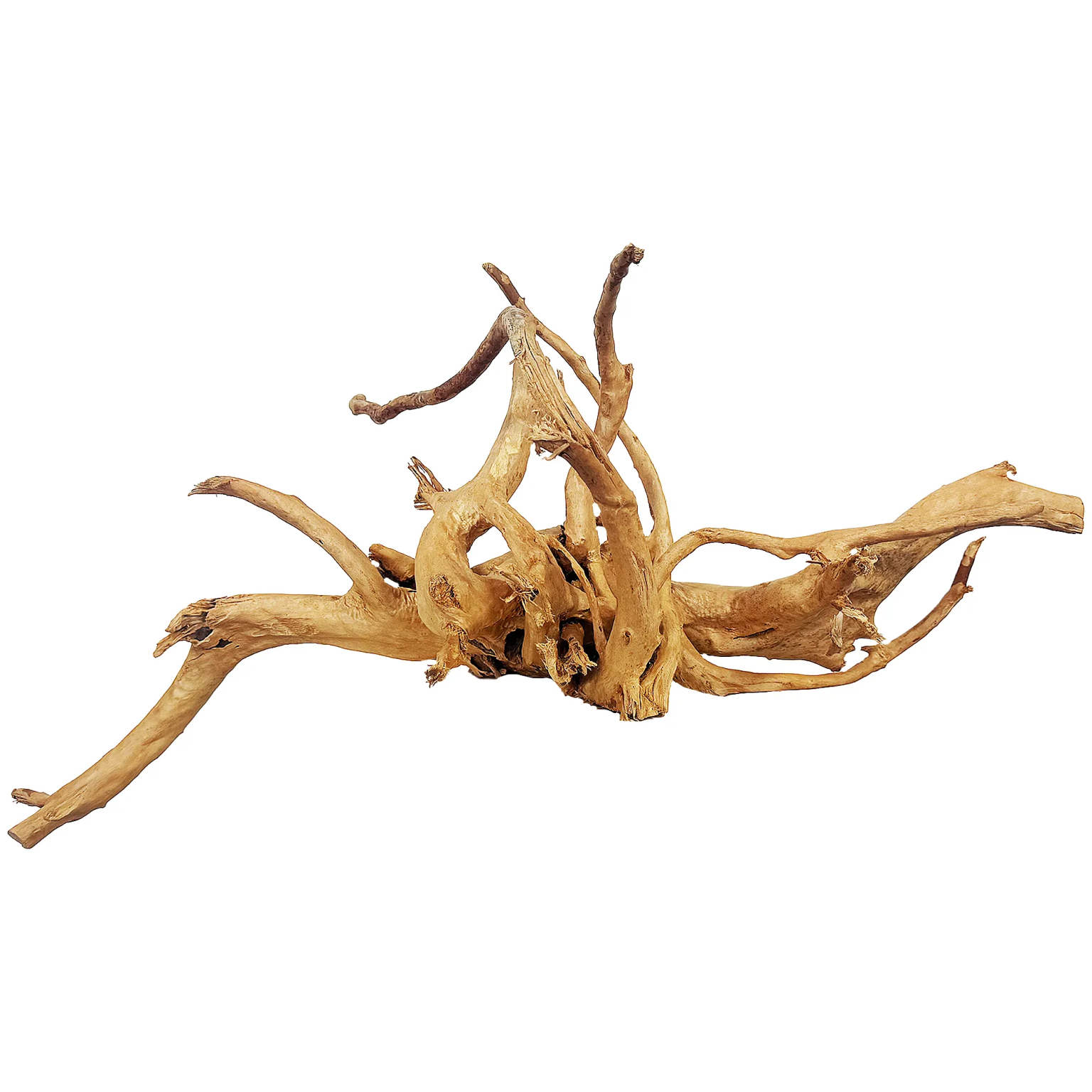 Spider Root Natural | Perfect For An Underwater Oasis